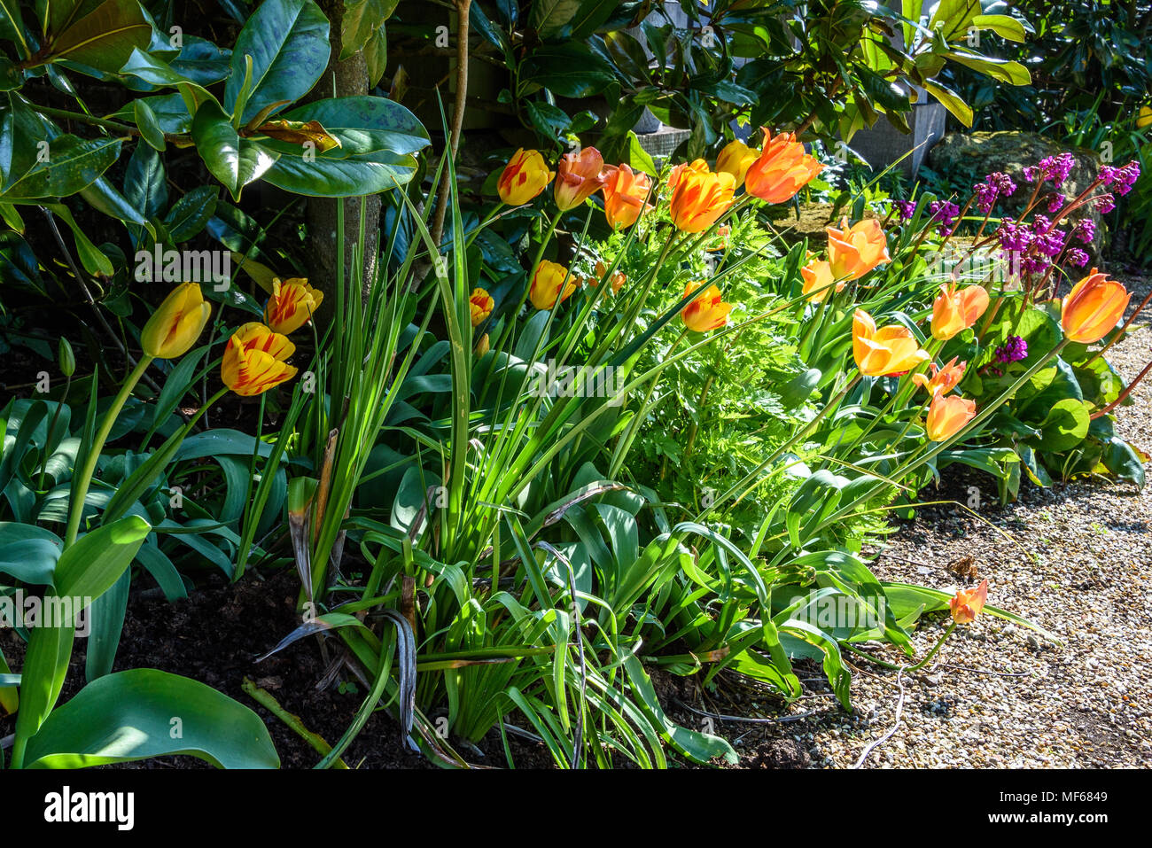 Blue orange flowers border hi-res stock photography and images - Alamy