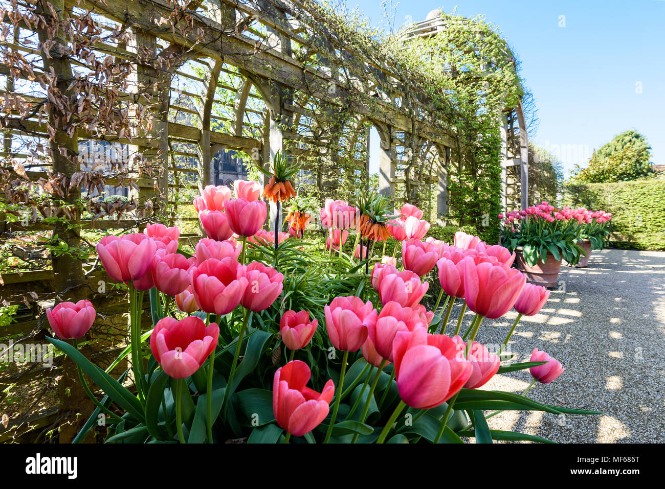 Tulip maze at arundel castle gardens hi-res stock photography and ...