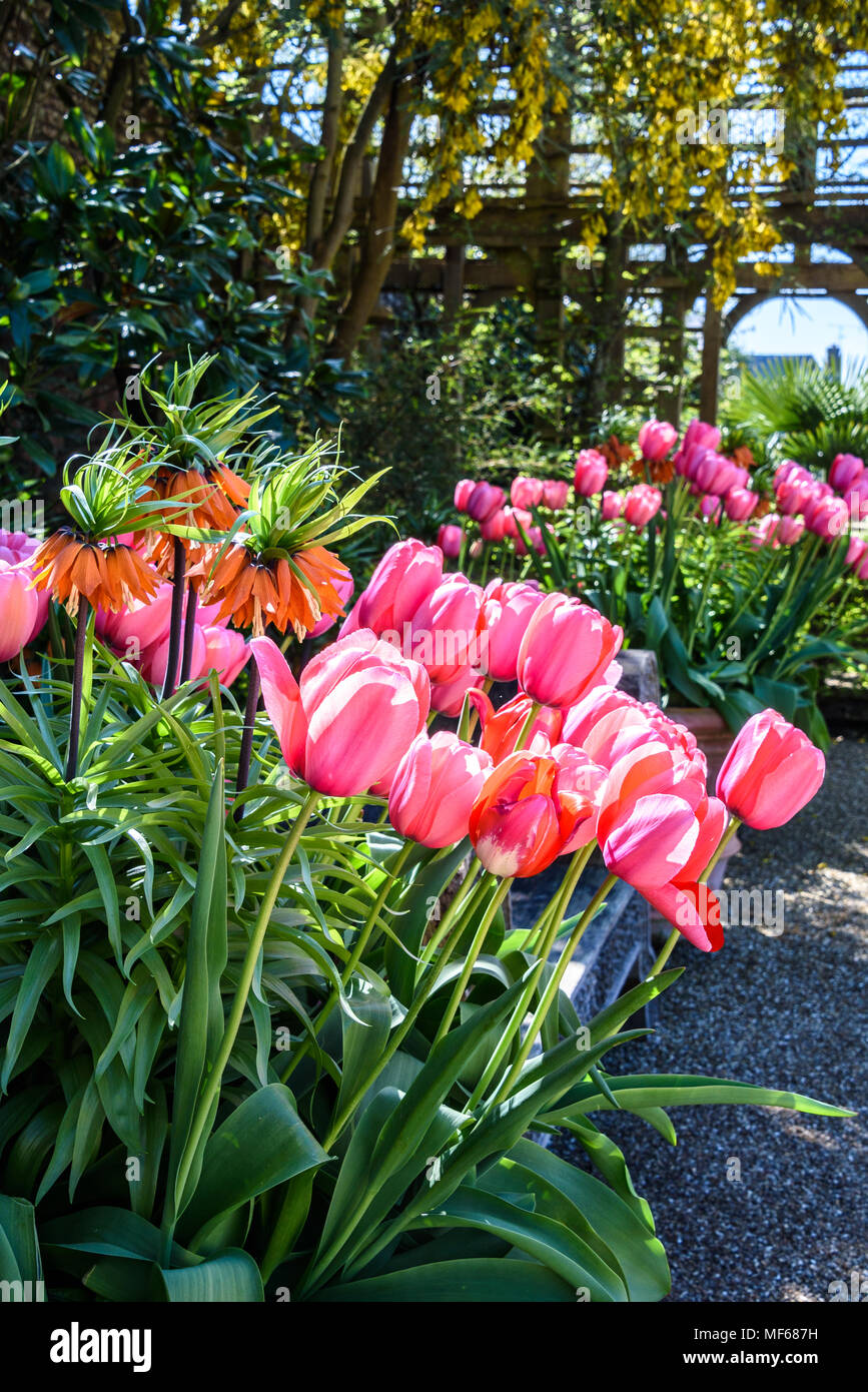 Tulip Festival : Tulips bloom in the gardens in the warm spring weather ...