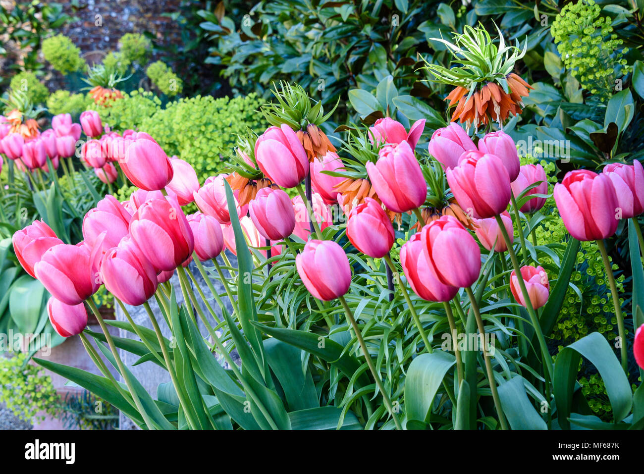 Tulip Festival : Tulips bloom in the gardens in the warm spring weather ...