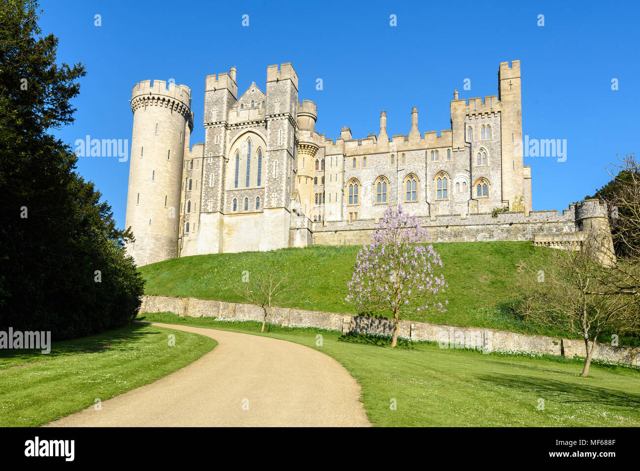 A Paulownia tree blooms in front of Arundel Castle. photo ©Julia ...