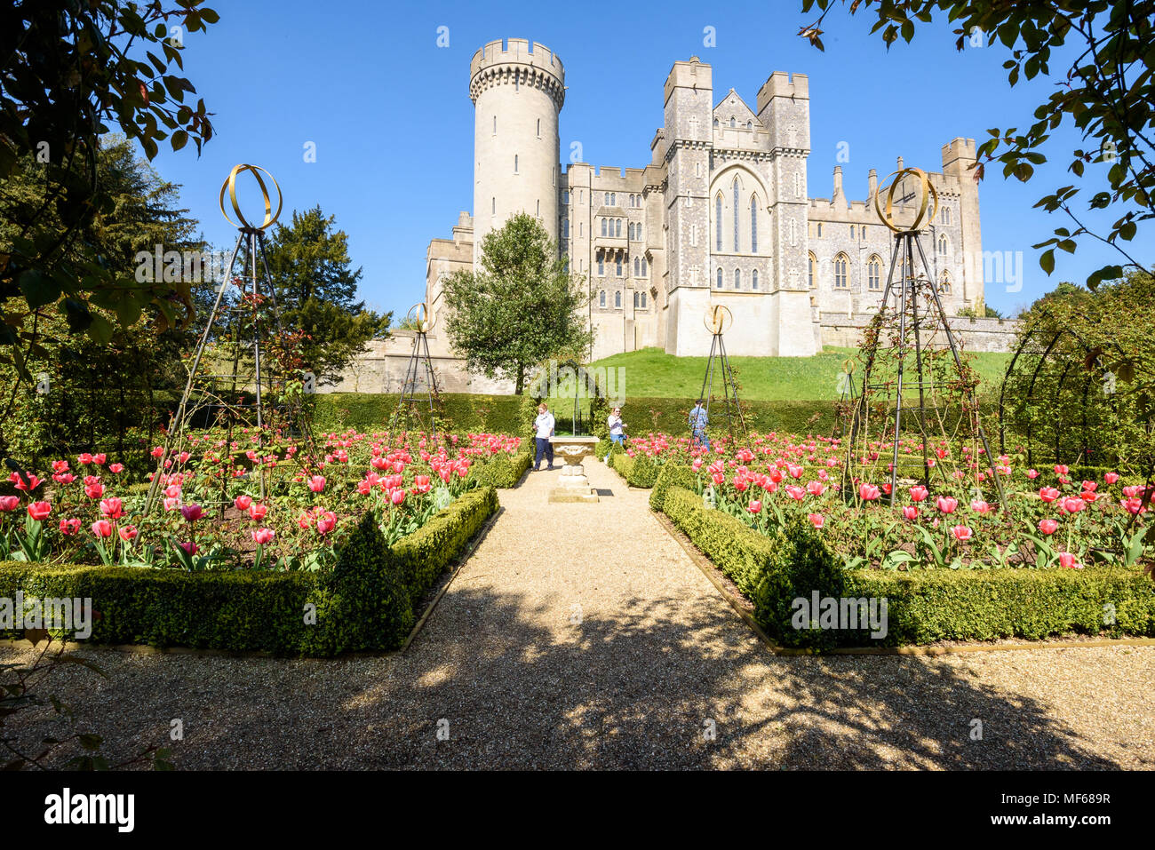 Tulip Festival: Pink Tulips bloom in the rose gardens in the warm ...