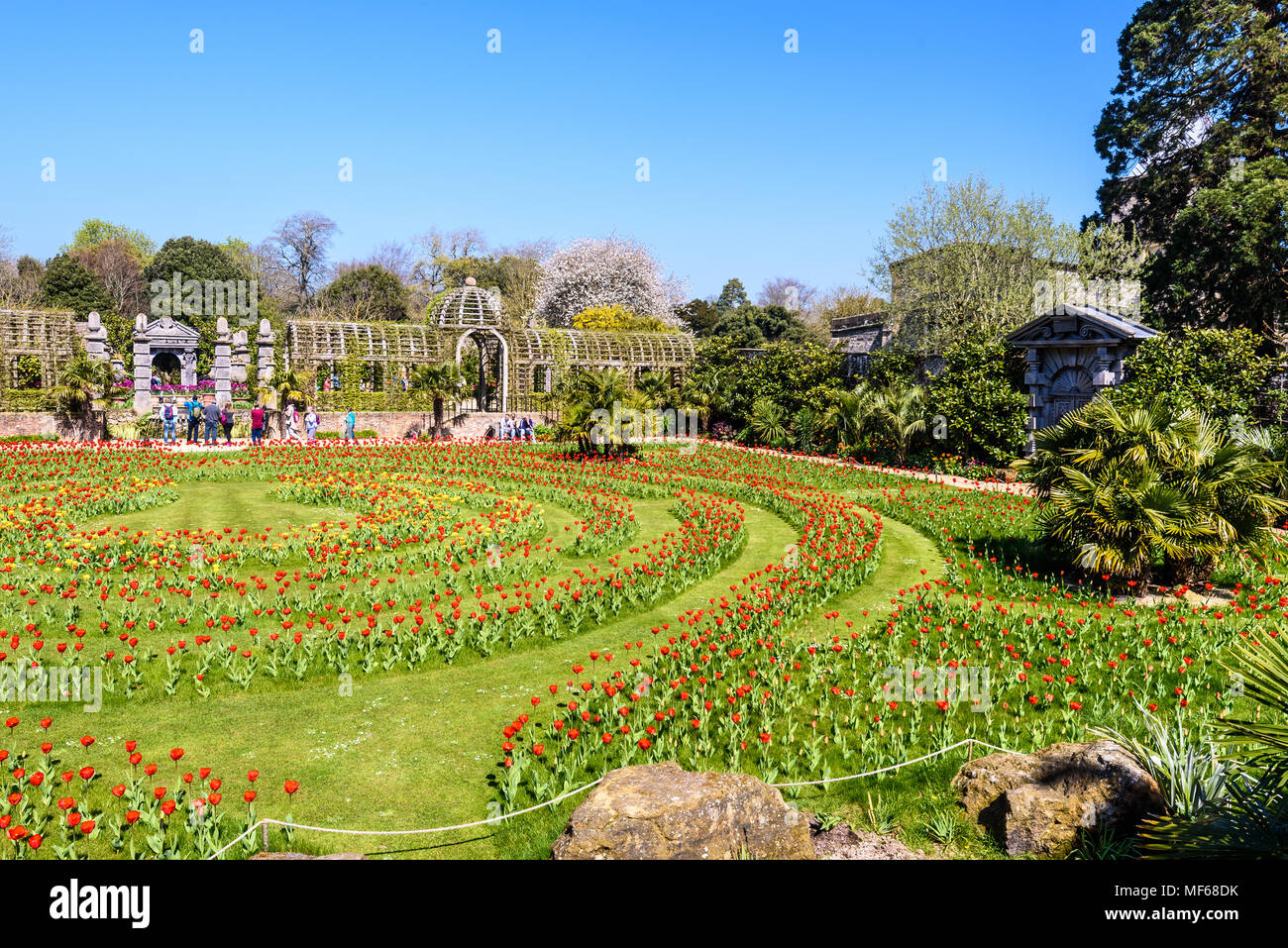 Tulip Festival: The tulip maze. Spring flowers bloom in the gardens in ...