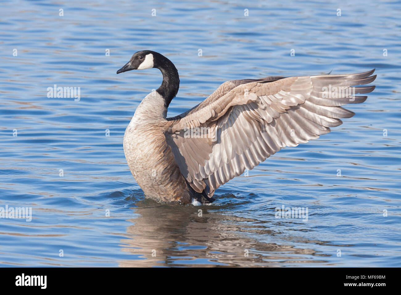 Spread wings and angel hi-res stock photography and images - Alamy