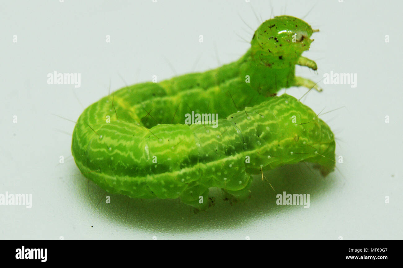 Bruco hi-res stock photography and images - Alamy