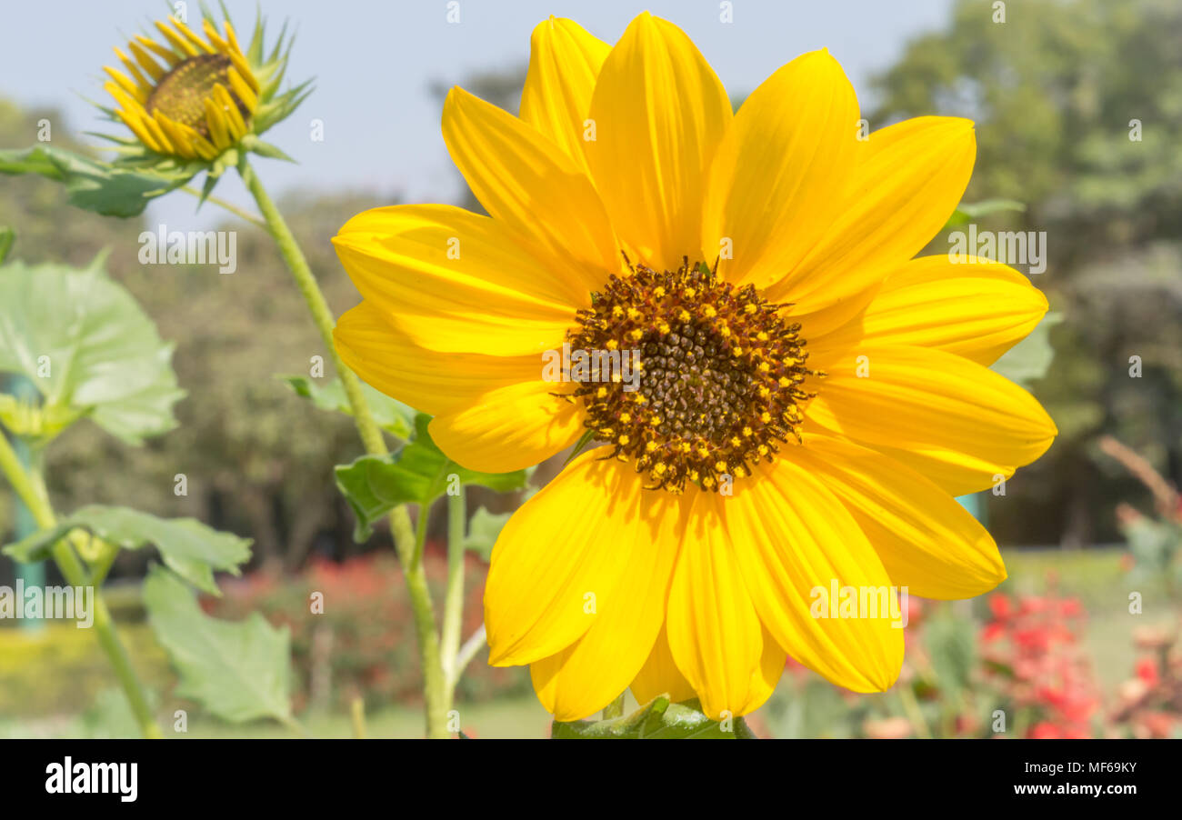 Sunflowers garden. Sunflowers have abundant health benefits. Sunflower ...