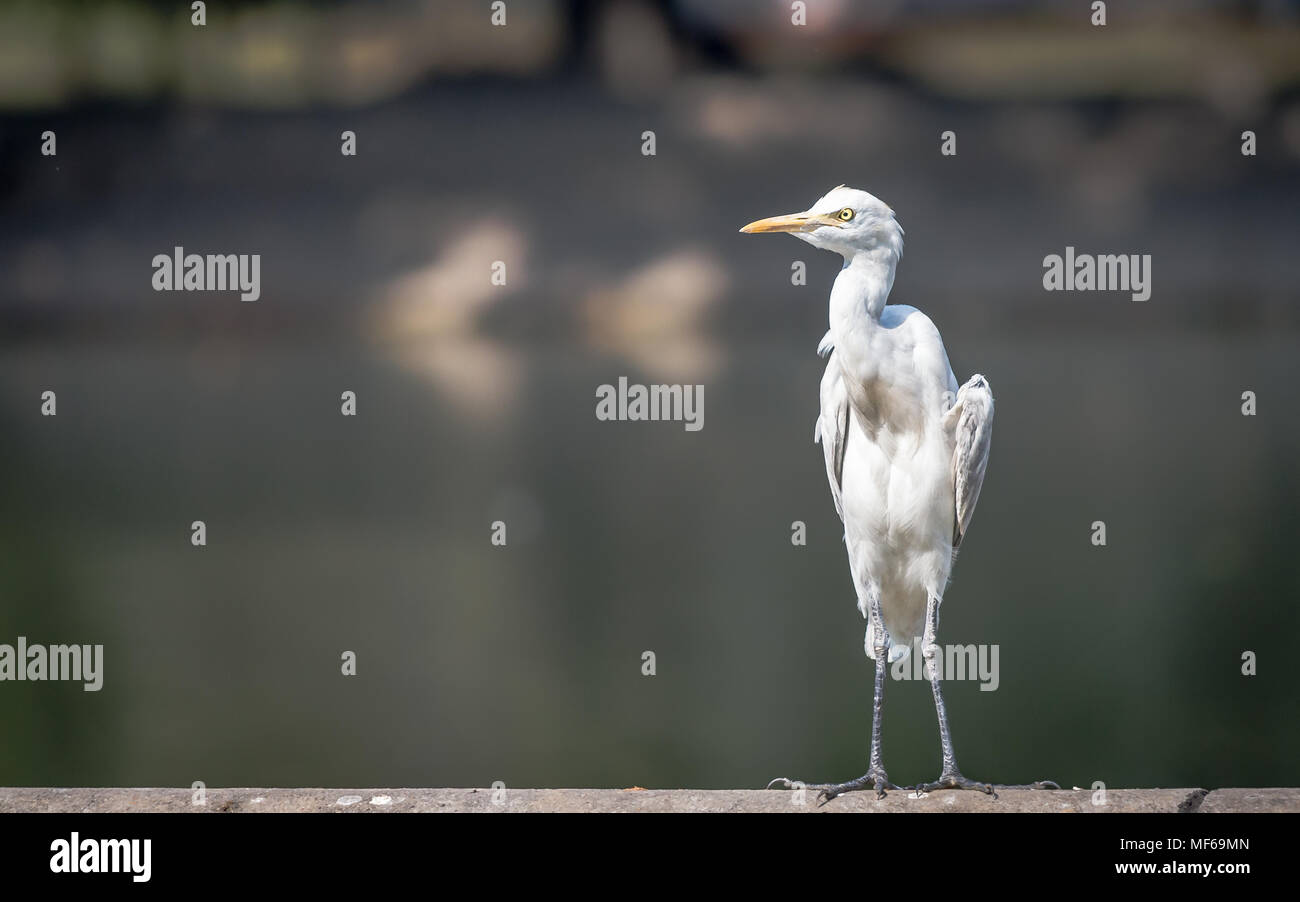 Little egret india hi-res stock photography and images - Alamy