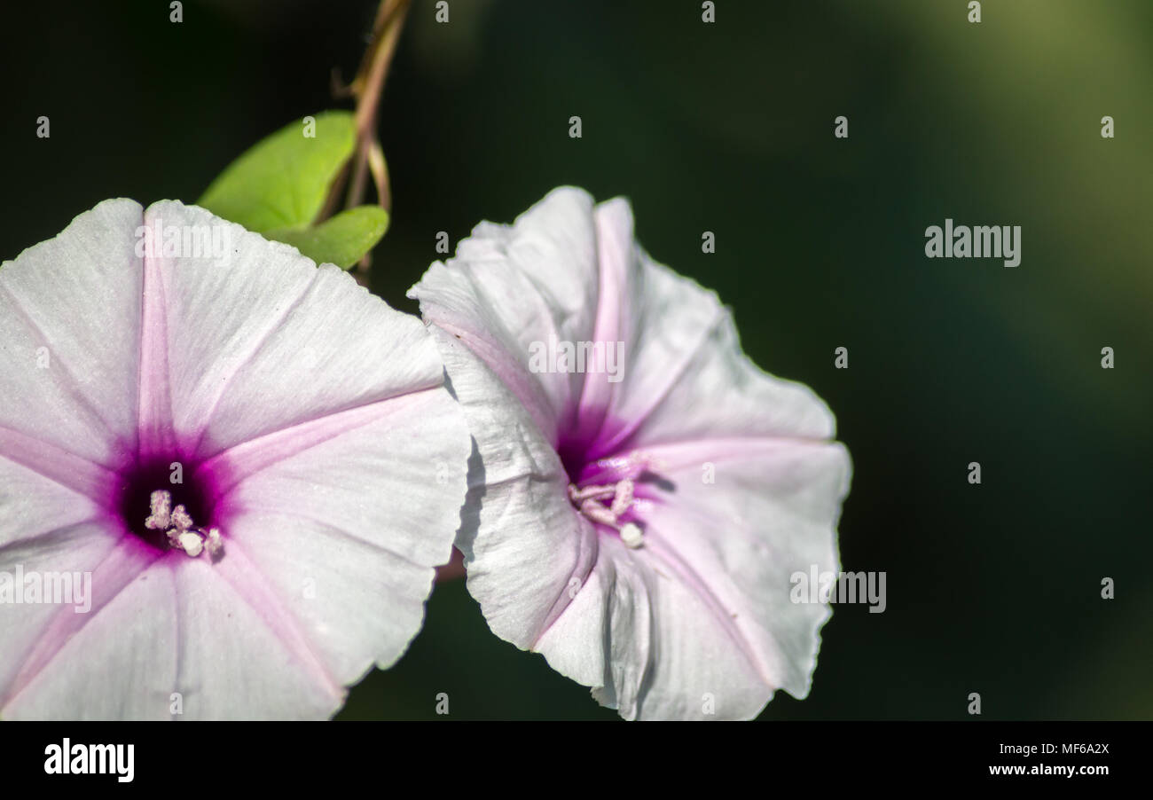 Potato flower plant color nature green hi-res stock photography and ...