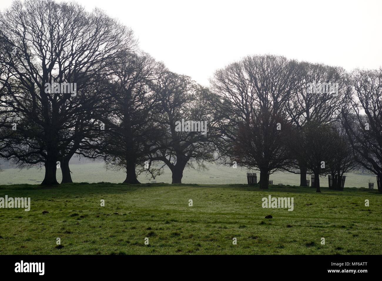 Arboretum Landscape Garden of Powderham Castles Deer Park on a Misty ...