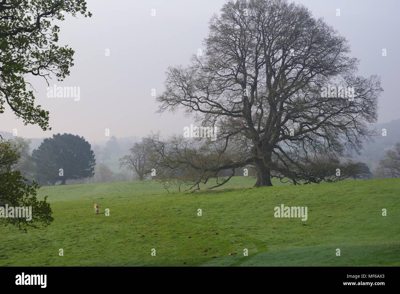 Arboretum Landscape Garden of Powderham Castles Deer Park on a Misty ...