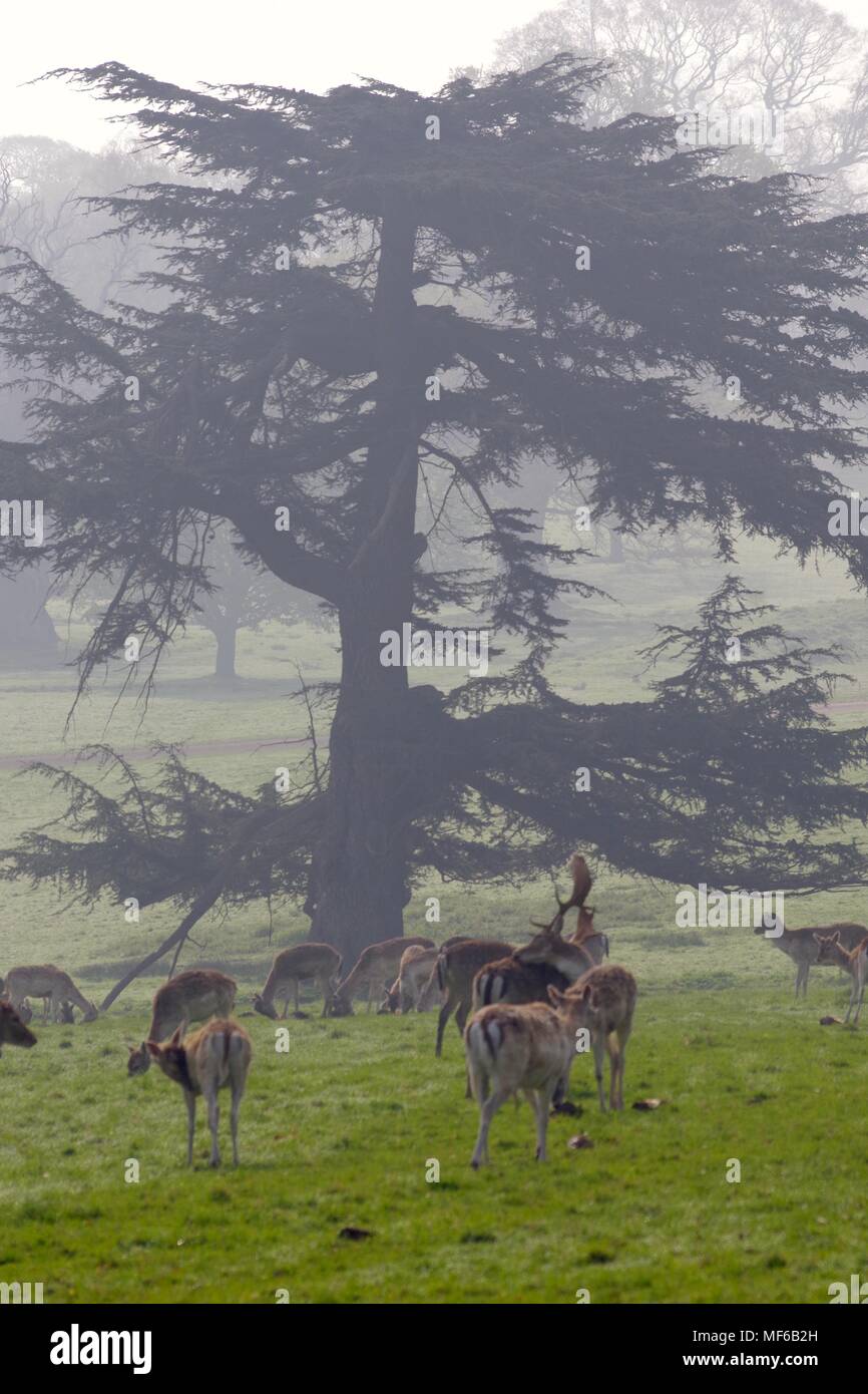 Fallow Deer (Dama dama) Powderham Castle Deer Park. Exeter, Devon, UK ...