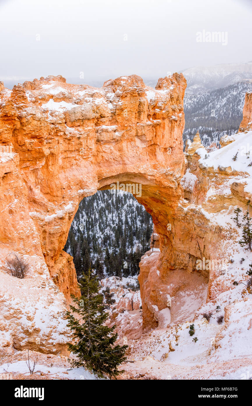 Natural Bridge. Erosion of sedimentary rocks has created natural arches ...