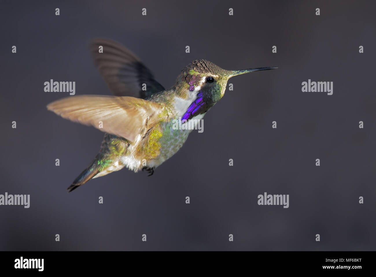 North american hummingbird species hi-res stock photography and images ...