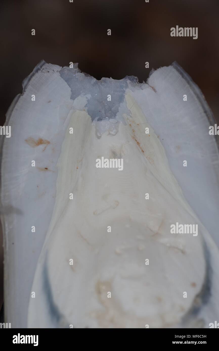 Cuttlefish Bone in a Rockpool Foreshore Environment. Macro Photo ...