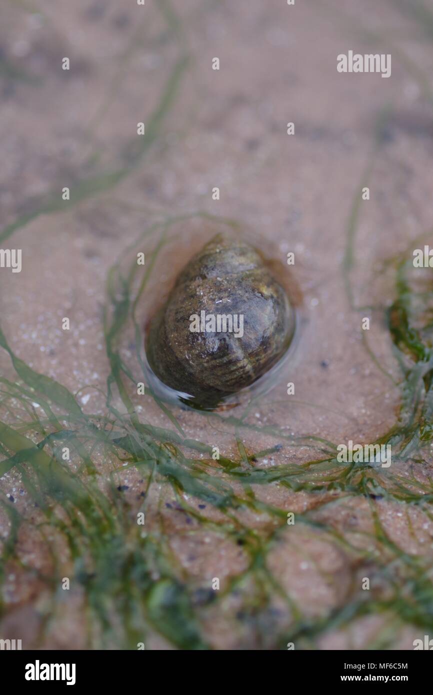 Common Periwinkle (Littorina littorea), Rockpool Foreshore Environment ...