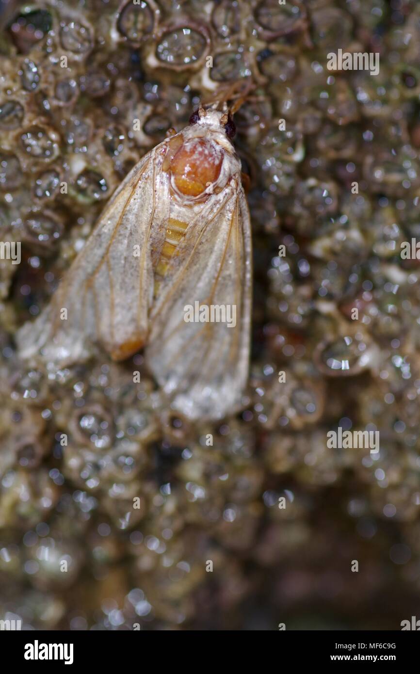 Moth on Rockpool Foreshore Environment. Macro Photo. Ladram Bay, East ...