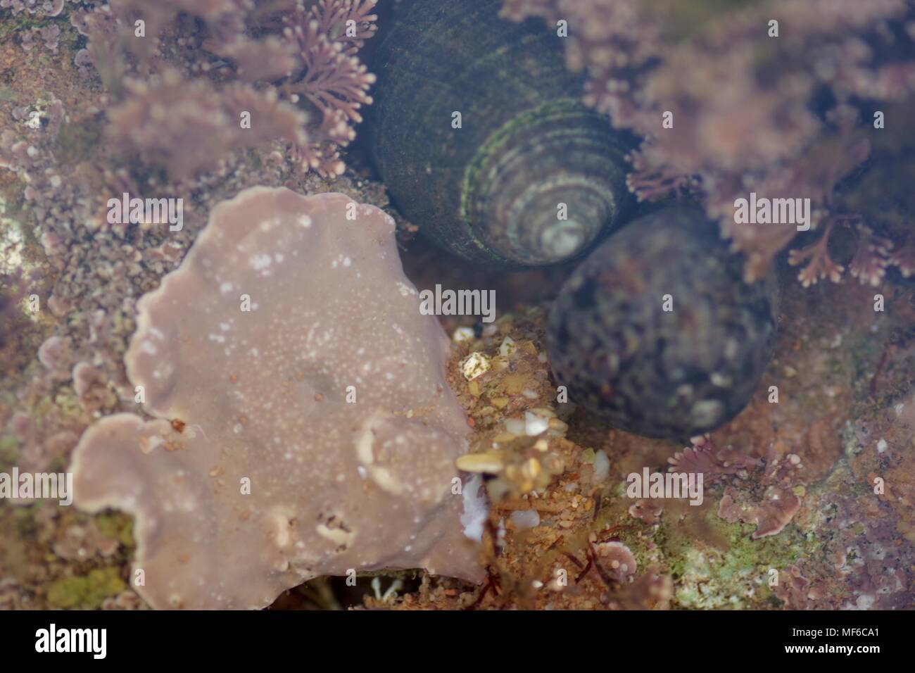 Eulittoral zone hi-res stock photography and images - Alamy