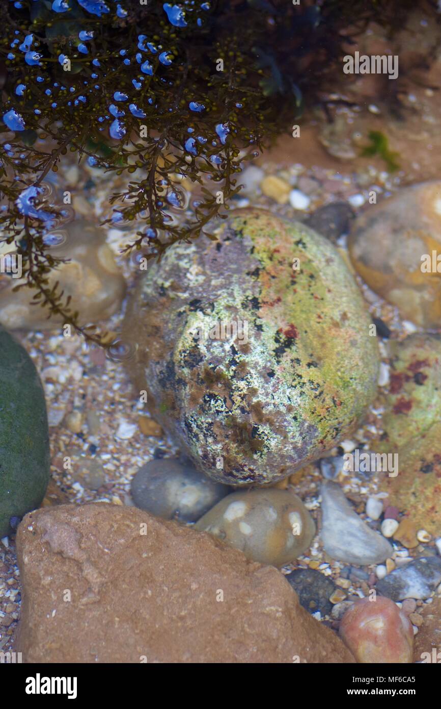 Rockpool Foreshore Environment. Macro Photo. Ladram Bay, East Devon, UK ...