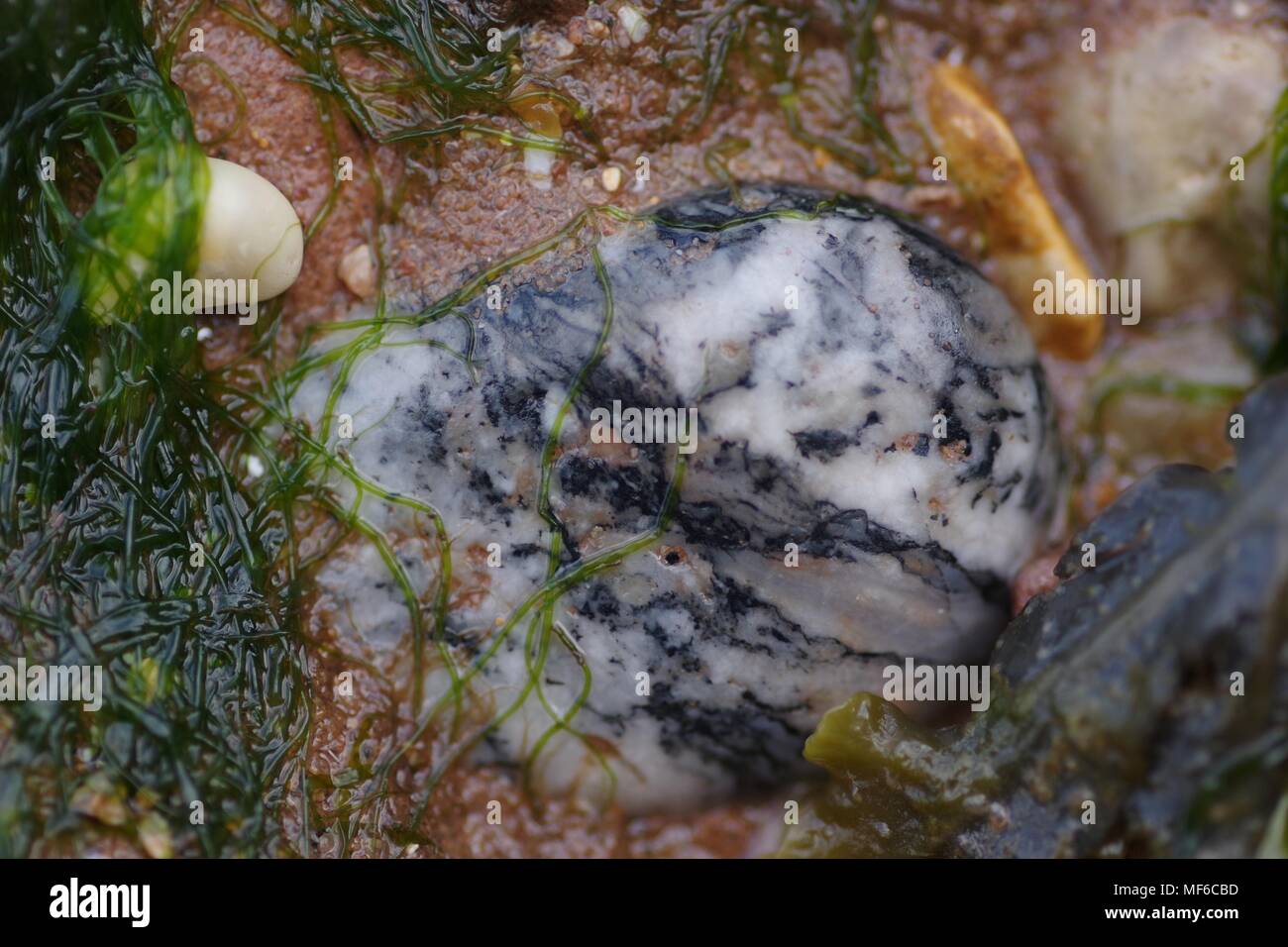 Pebble in a Rockpool Foreshore Environment. Macro Photo. Ladram Bay ...