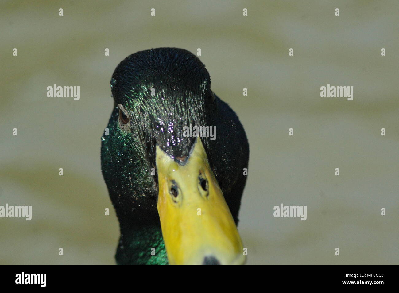 the duck stare Stock Photo - Alamy