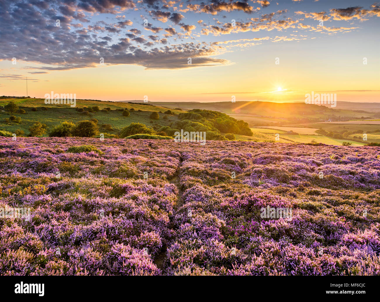 Heather walk hi-res stock photography and images - Alamy
