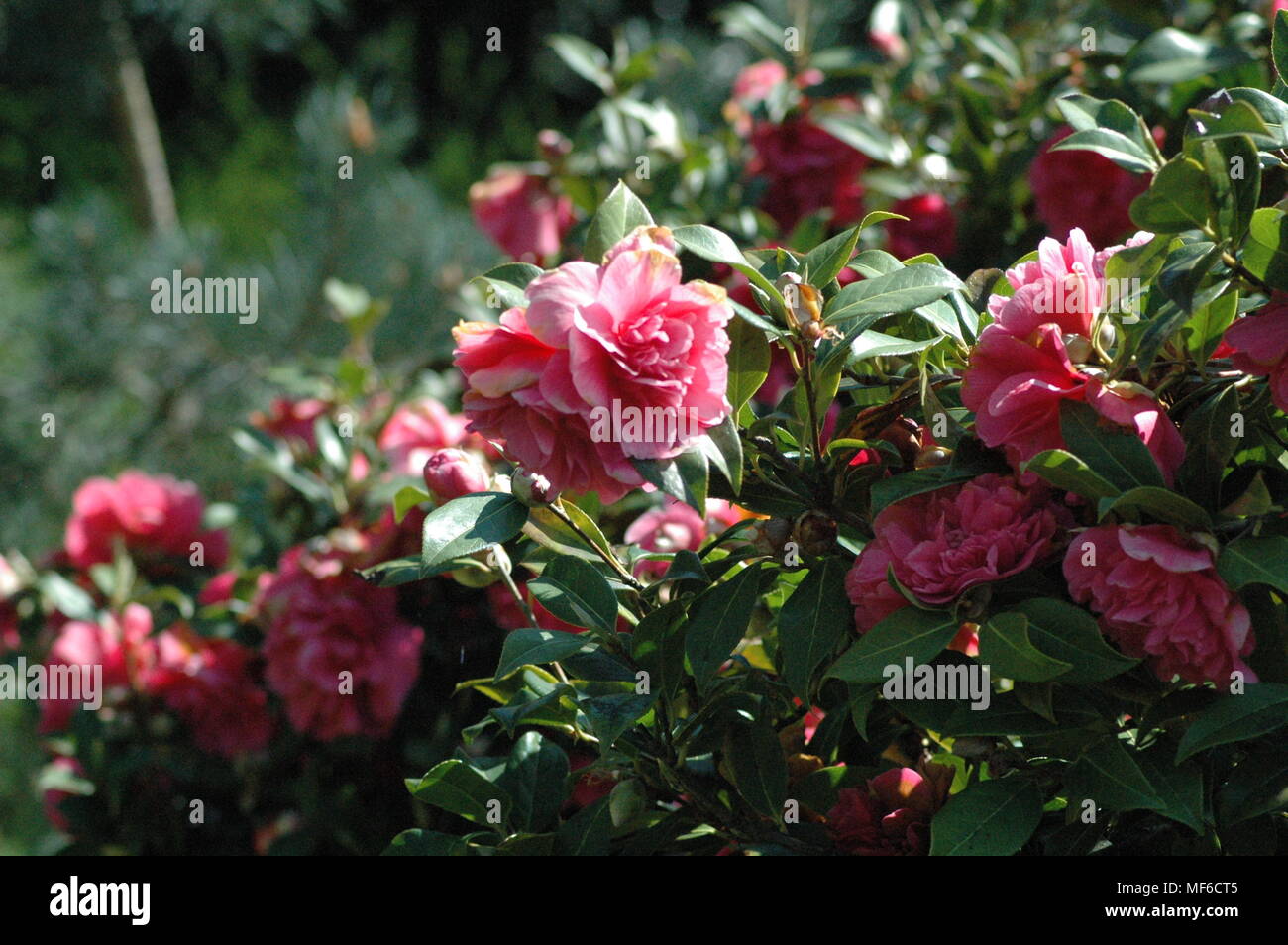 Lovely rose pictures High Resolution Stock Photography and Images - Alamy