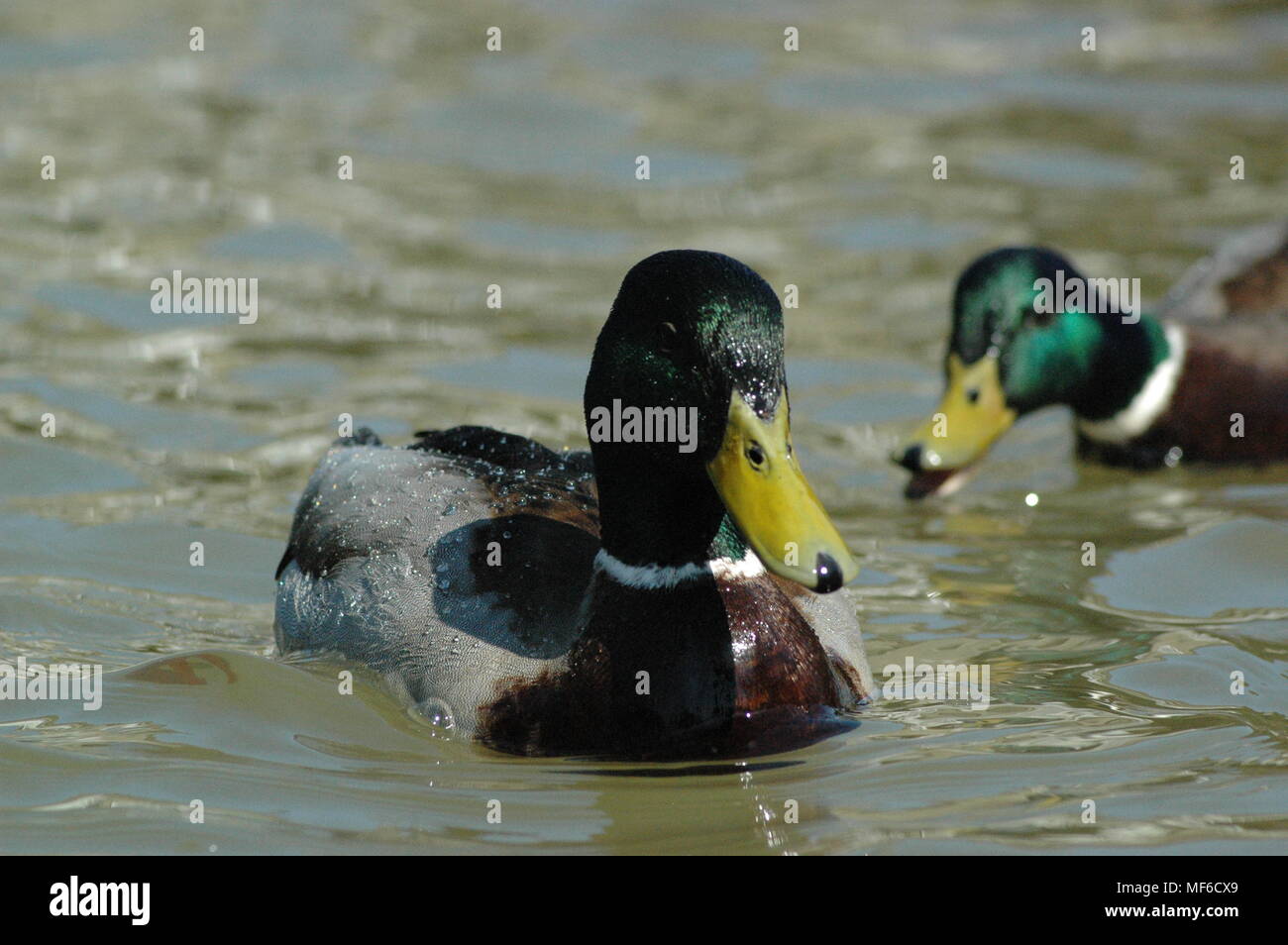 2 ducks chilling in the Warwick gardens Stock Photo - Alamy