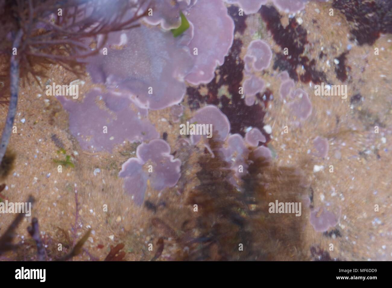 Pink Coralline Algae