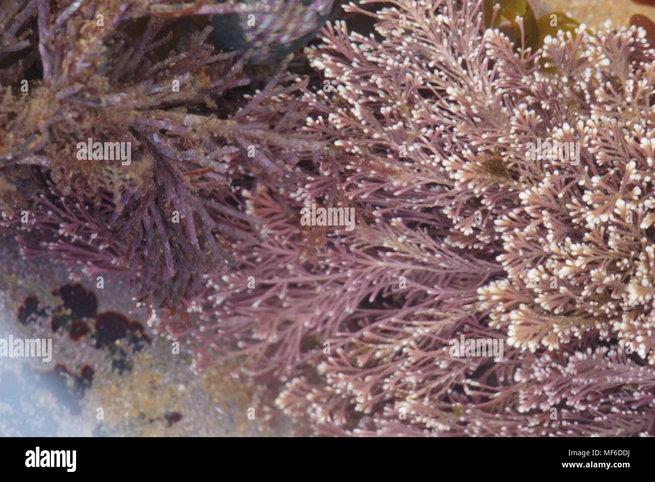 Rhodophyta (Corallina officinalis), Pink Coral Seaweed in a Rockpool ...