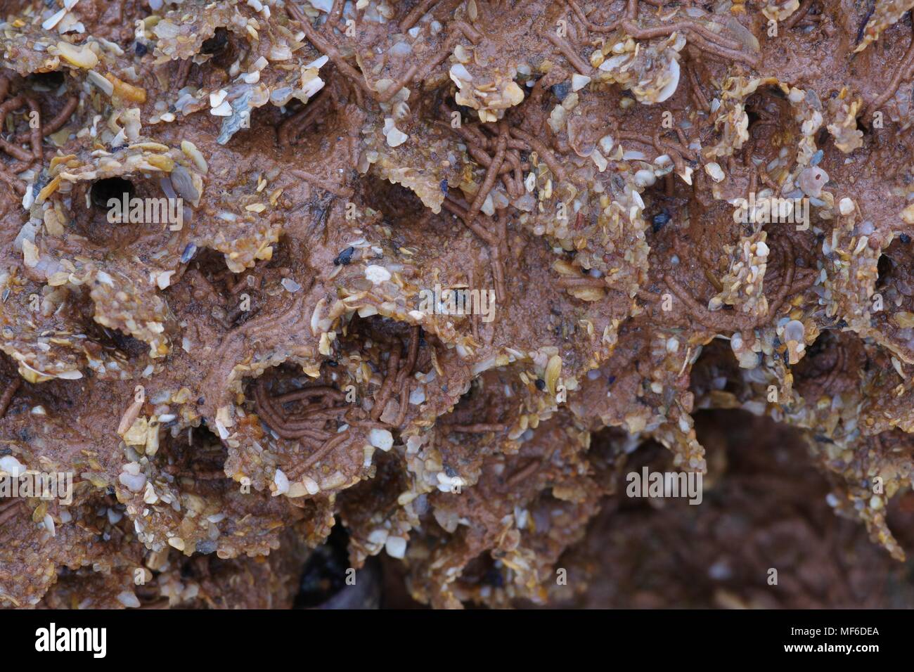 Honeycomb Worms High Resolution Stock Photography and Images - Alamy
