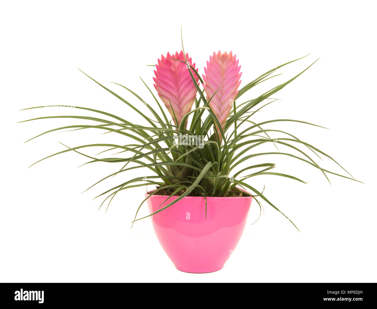 Pink bromeliad plant in a pink flower pot isoalted on a white ...