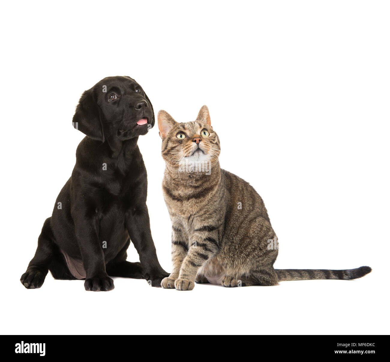 Are Black Labradors Good With Cats