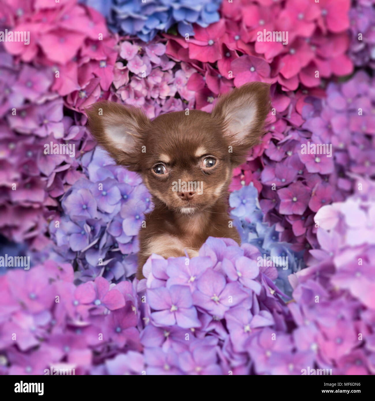 Cute adorable chihuahua puppy facing the camera between blooming purple ...