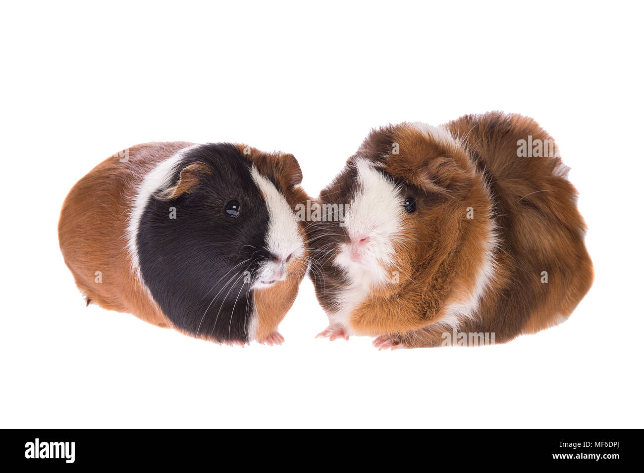 Two guinea pigs isolated on a white background Stock Photo - Alamy