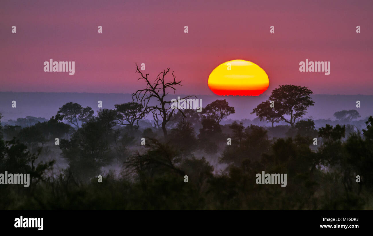 Africa bushveld hi-res stock photography and images - Alamy