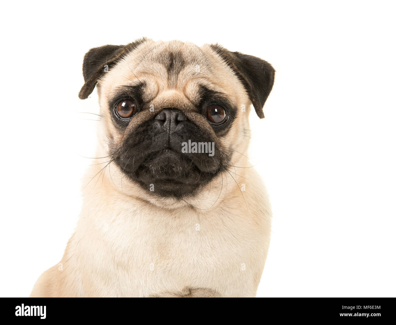 Do Pugs See Straight