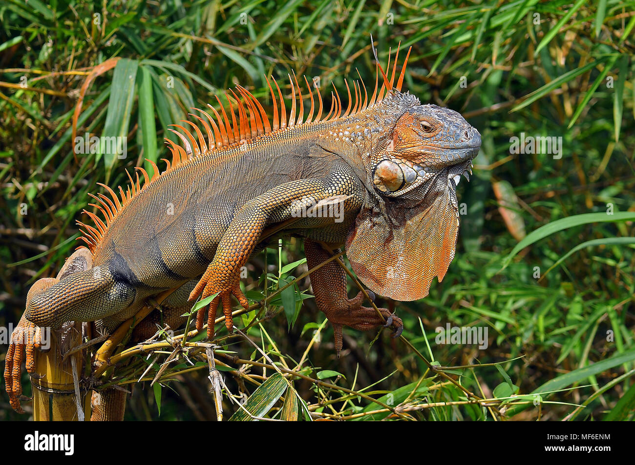 Pretty iguana hi-res stock photography and images - Alamy
