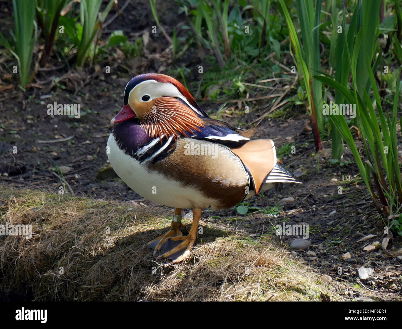 Japanese waterfowl hi-res stock photography and images - Alamy