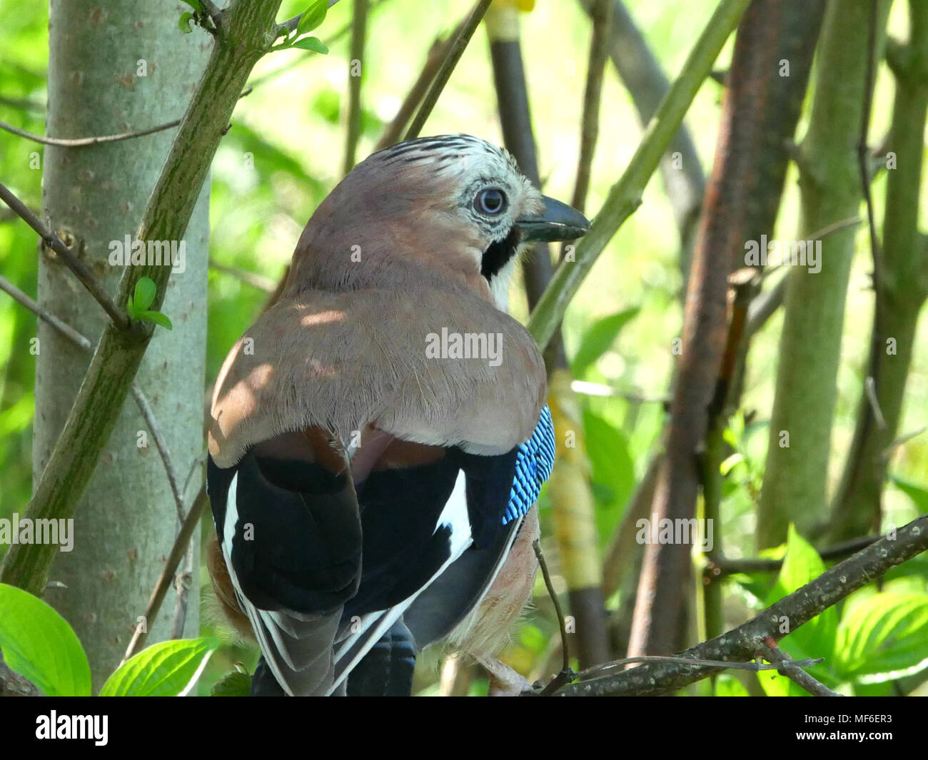 Eurasian Male Jay - Garrulus glandarius rummaging in the bushes Stock ...