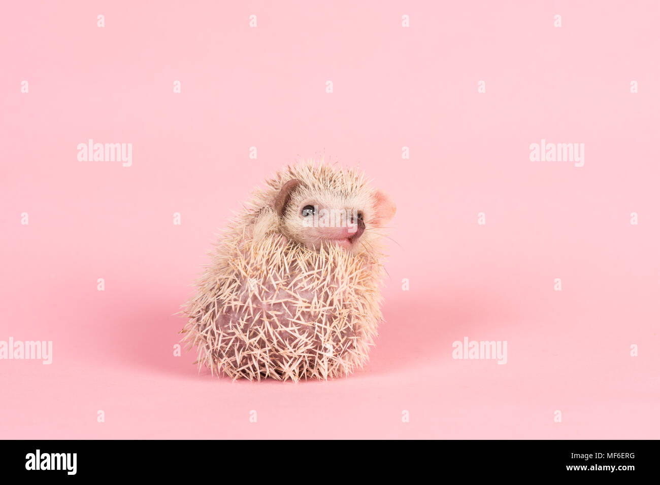 Cute baby African pygmy hedgehog curled up on a pink background Stock ...