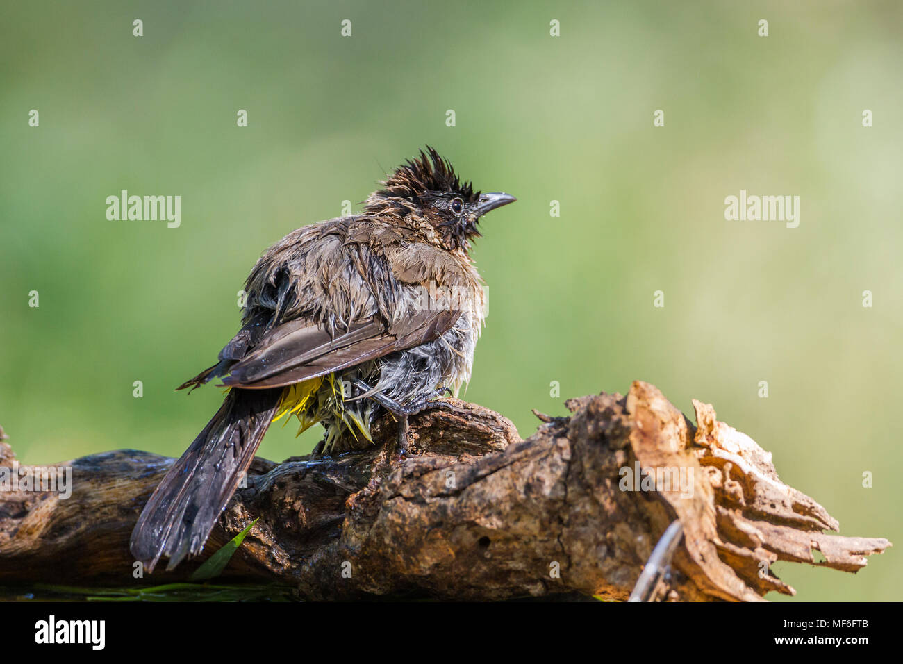 Dark-capped bulbul in Mapungubwe national park, South Africa ; Specie ...