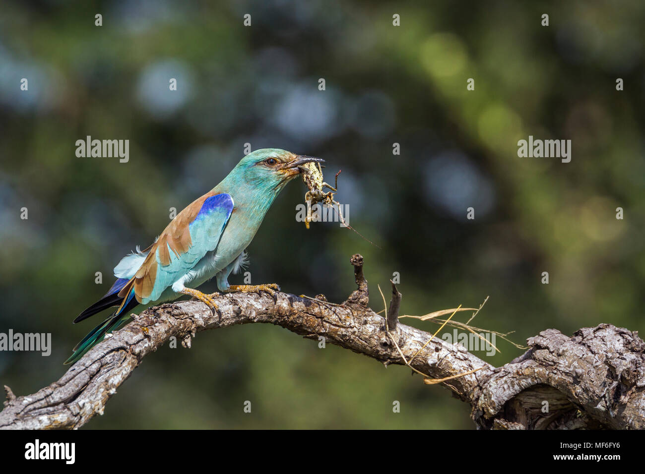 European roller in Kruger national park, South Africa ; Specie Coracias ...