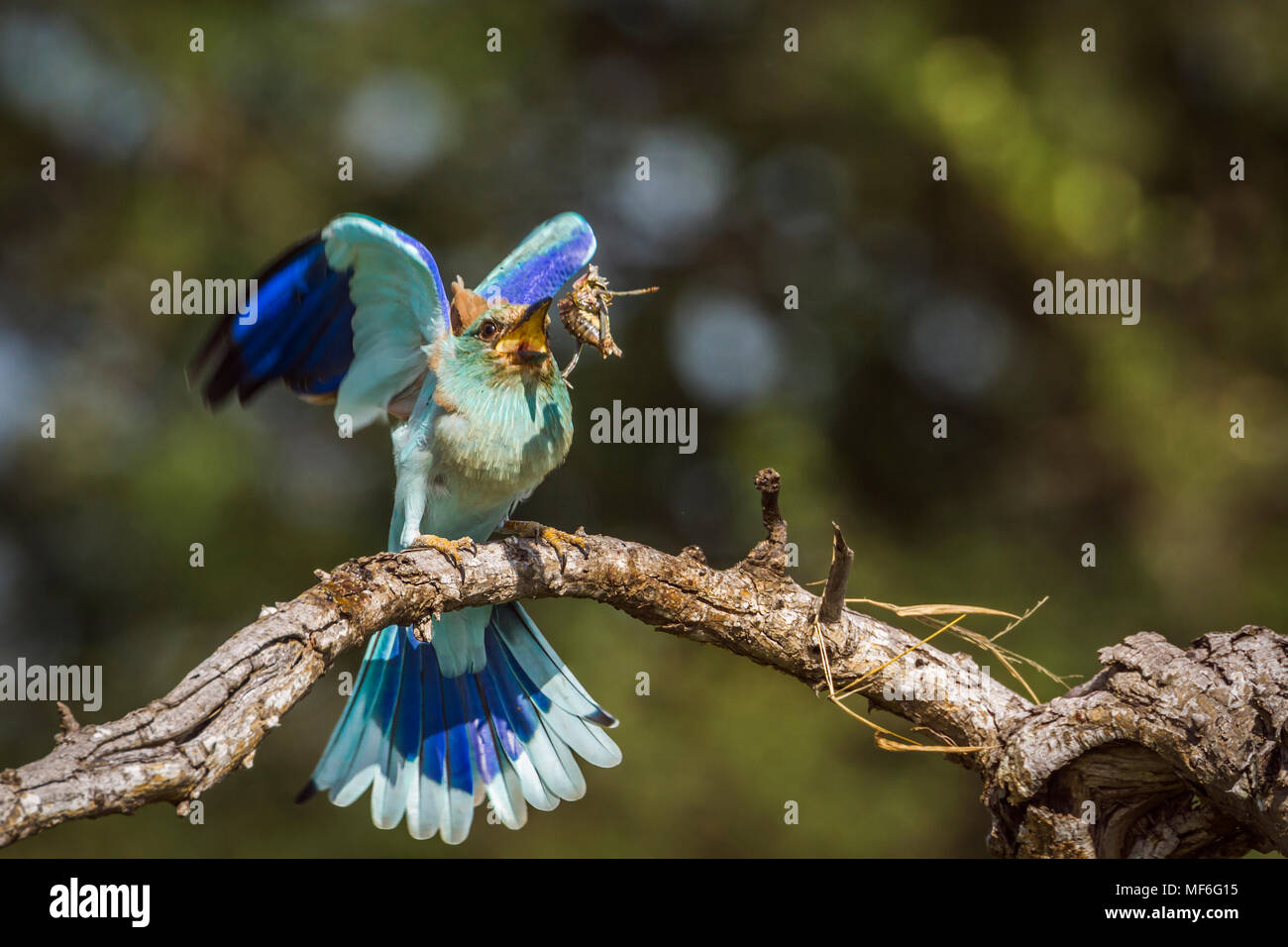 European roller in Kruger national park, South Africa ; Specie Coracias ...