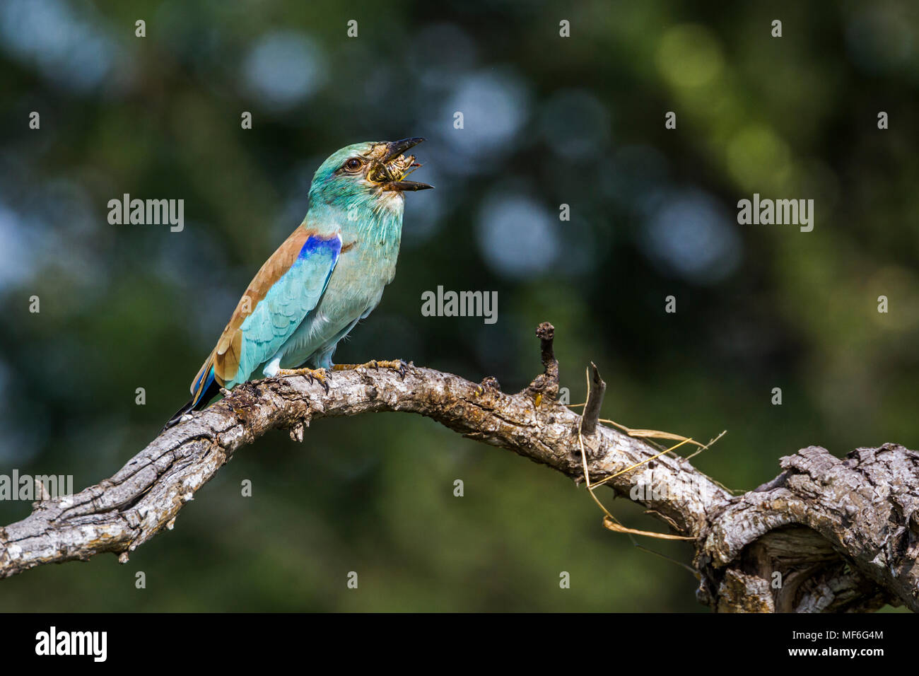 European roller in Kruger national park, South Africa ; Specie Coracias ...