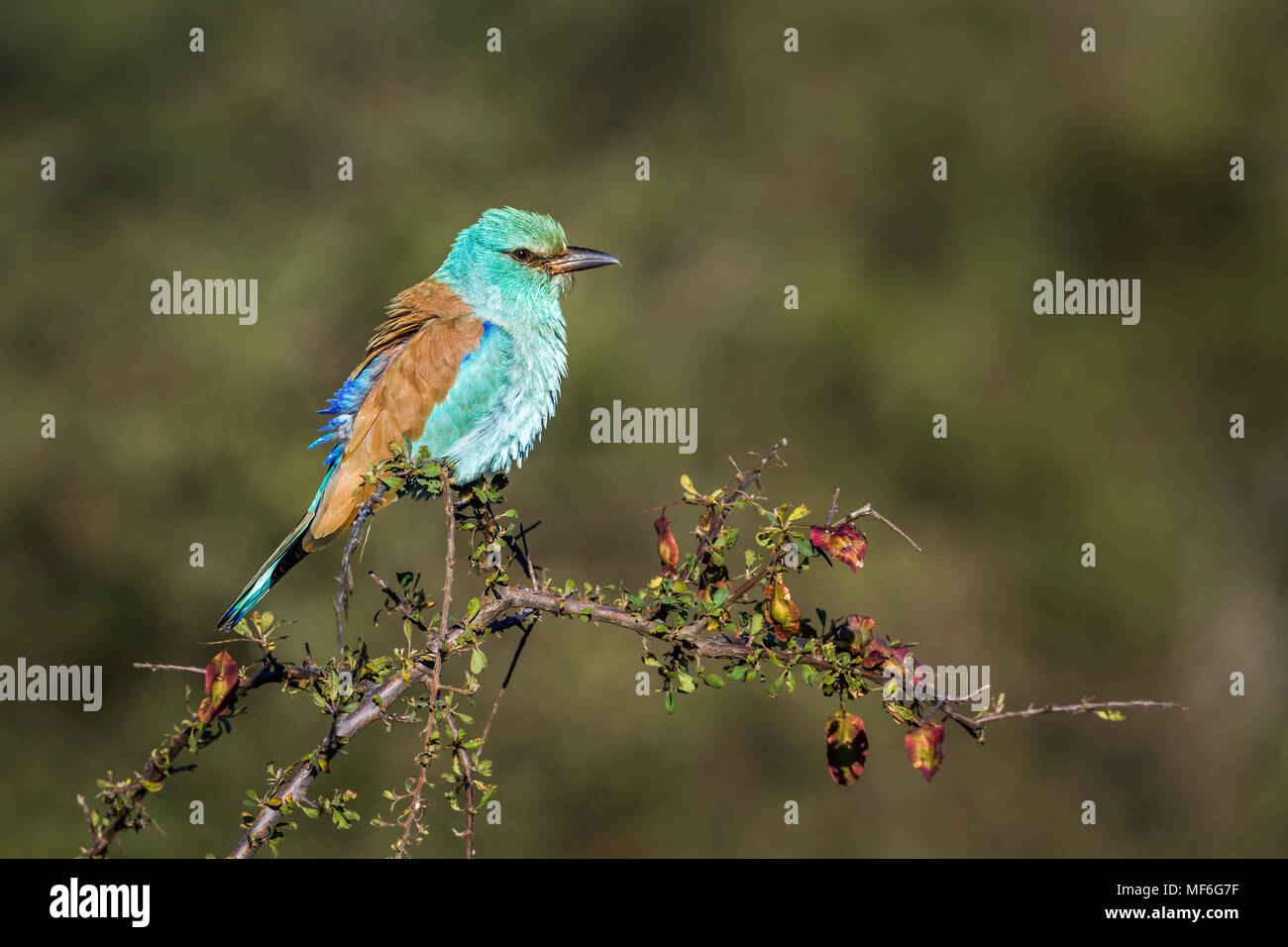European roller in Kruger national park, South Africa ; Specie Coracias ...