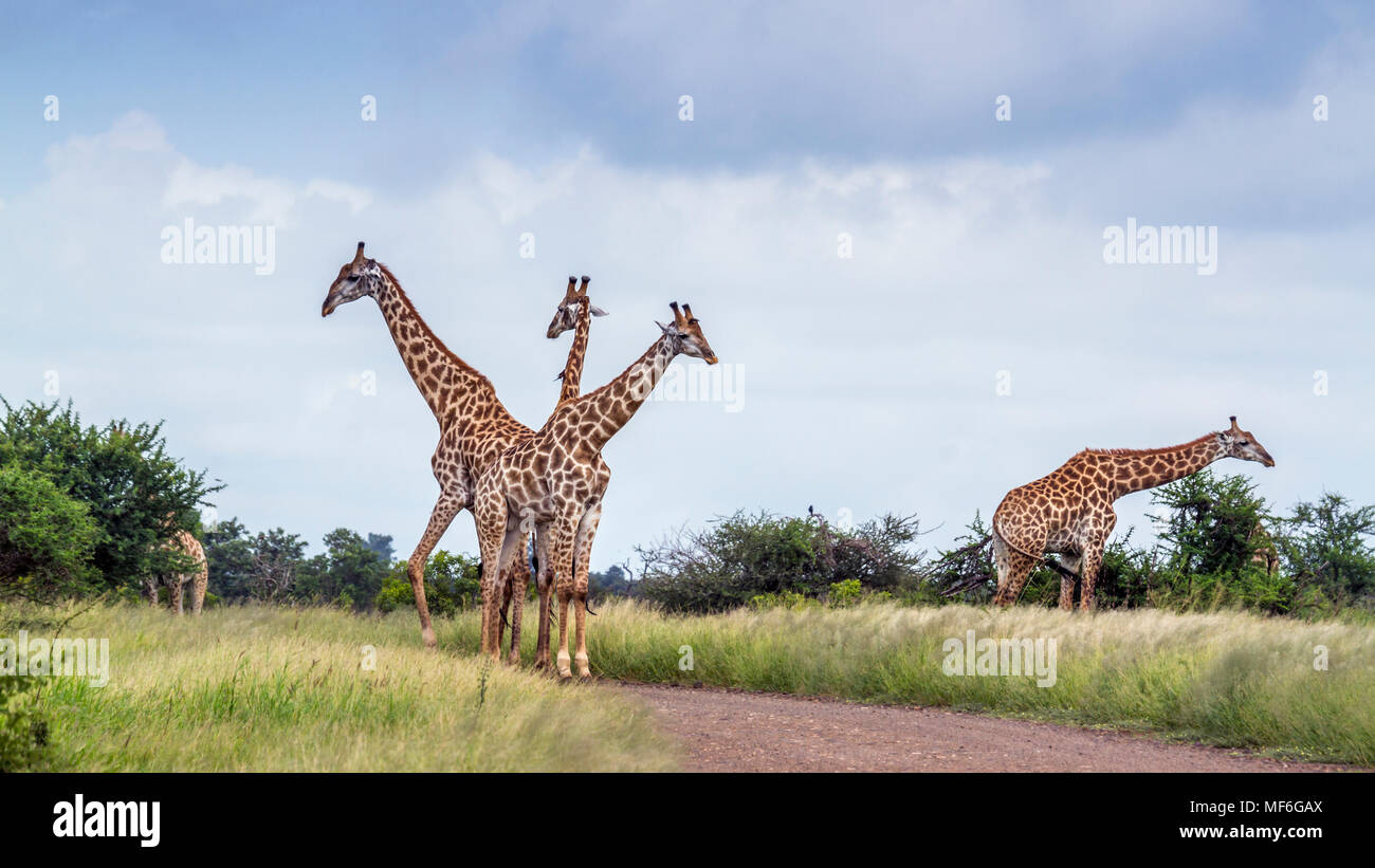 Giraffidae family hi-res stock photography and images - Alamy