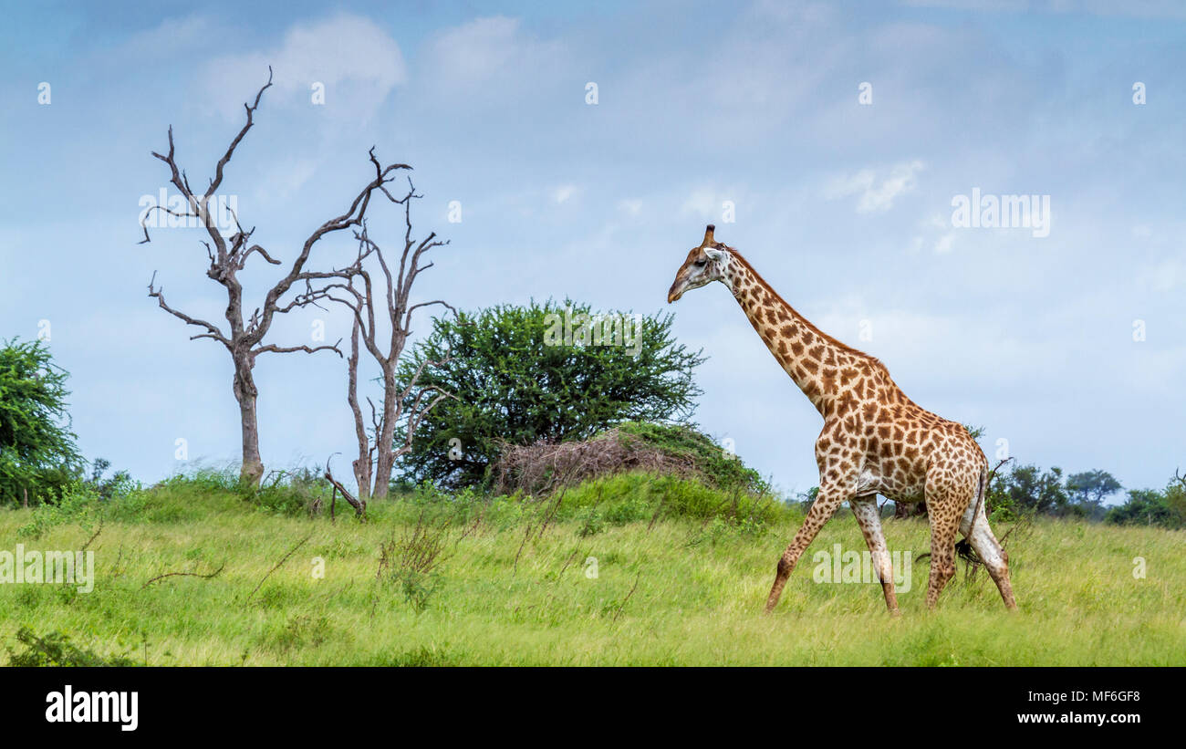 Giraffidae family hi-res stock photography and images - Alamy