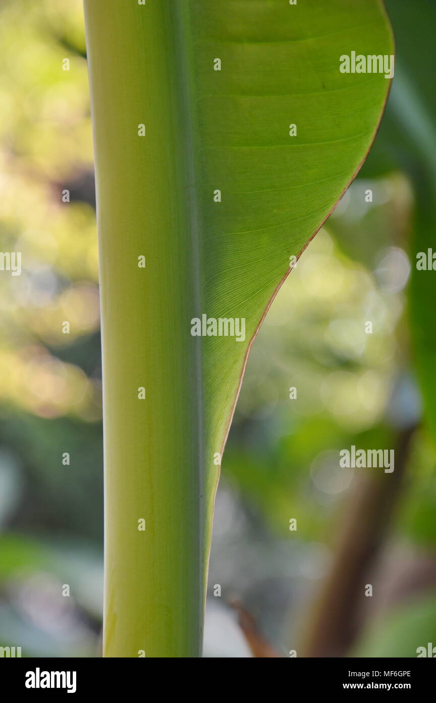 banana branch and leaf in backyard garden Stock Photo - Alamy