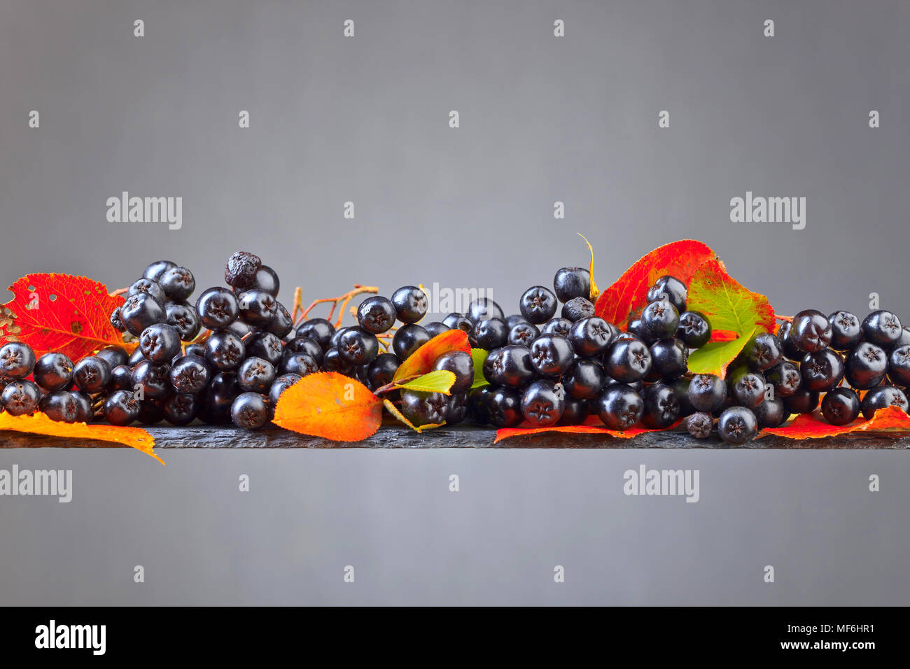 Black chokeberry (aronia melanocarpa) with autumn leaves on a dark ...