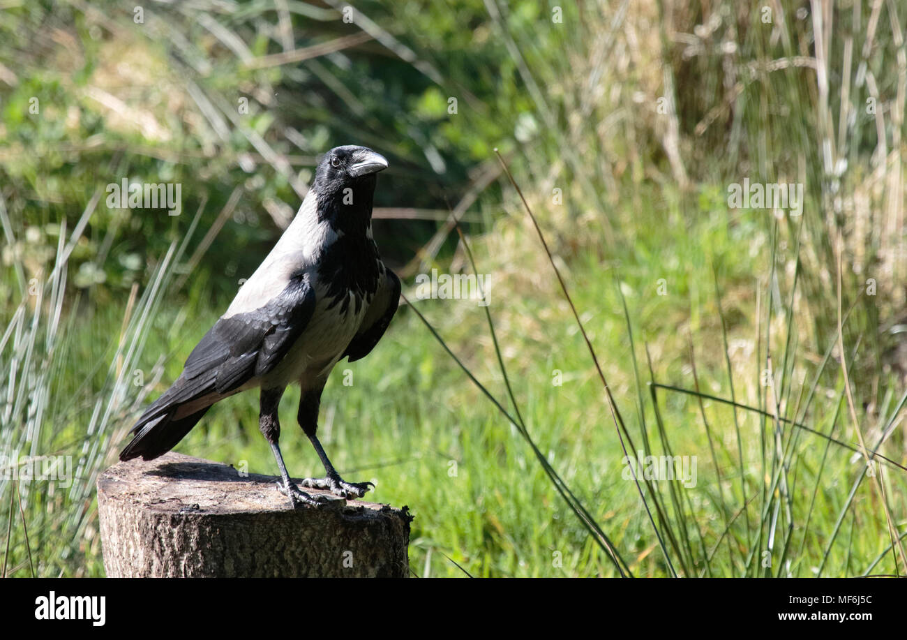 Crows resting hi-res stock photography and images - Alamy